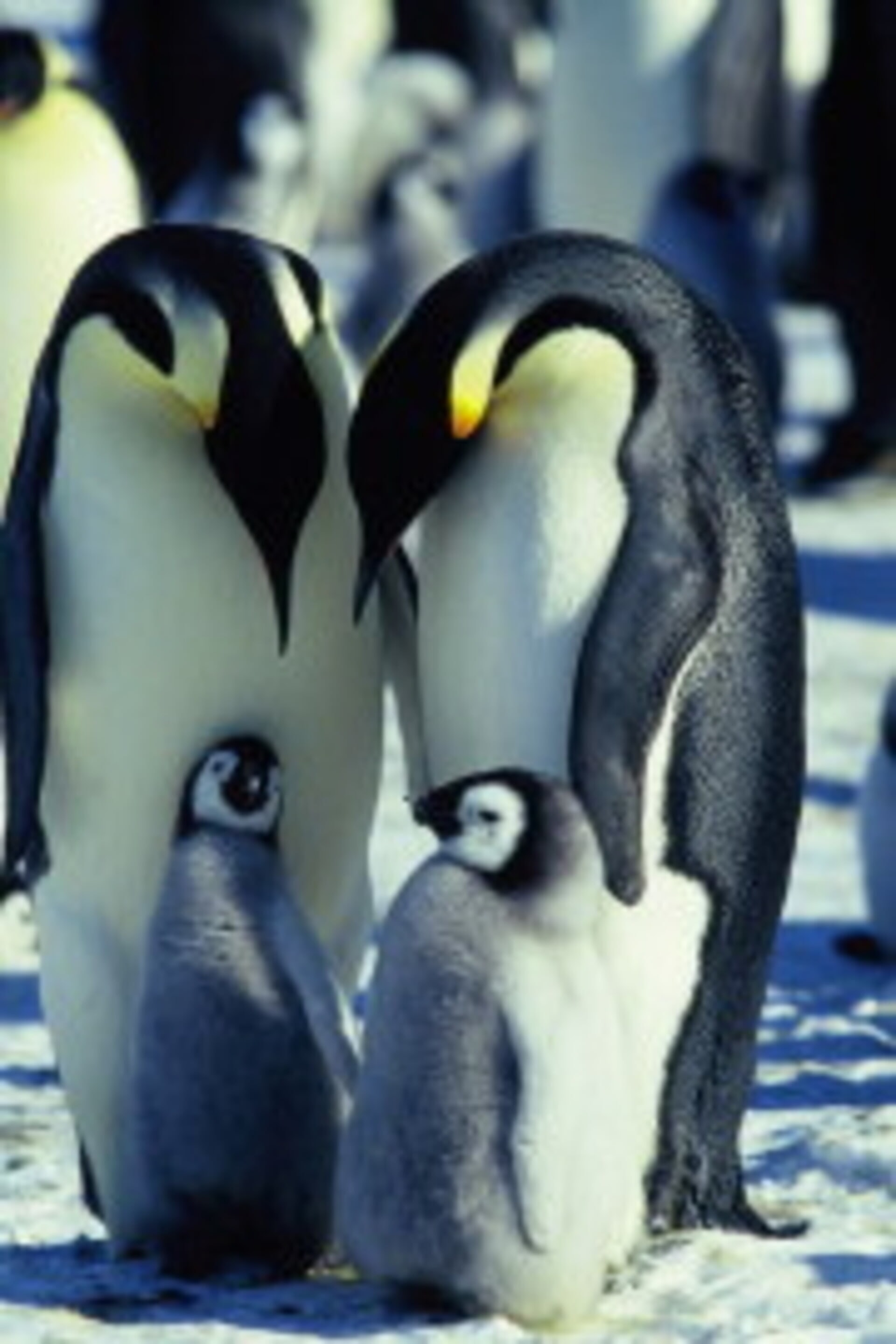 WarnerBros.com | March of the Penguins | Movies